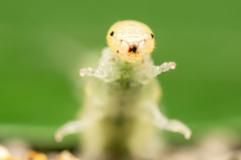 Pergidae Larvae Stock Photos - Free & Royalty-Free Stock Photos from ...