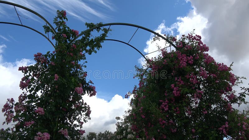 Pergola Arc with Roses in Manor Park in Wind Stock Video - Video of ...