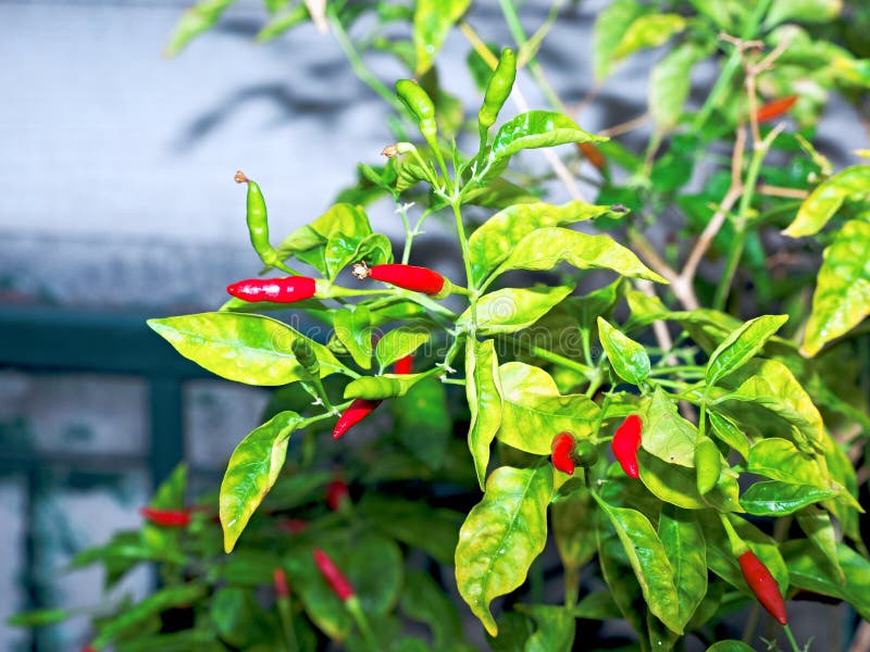 Peri peri pepper stock image. Image of sanctumwilld - 174933761