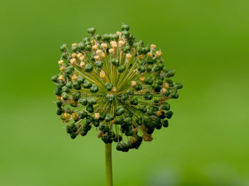 Perianth (inflorescence) of a Giant Allium Stock Photo - Image of green ...