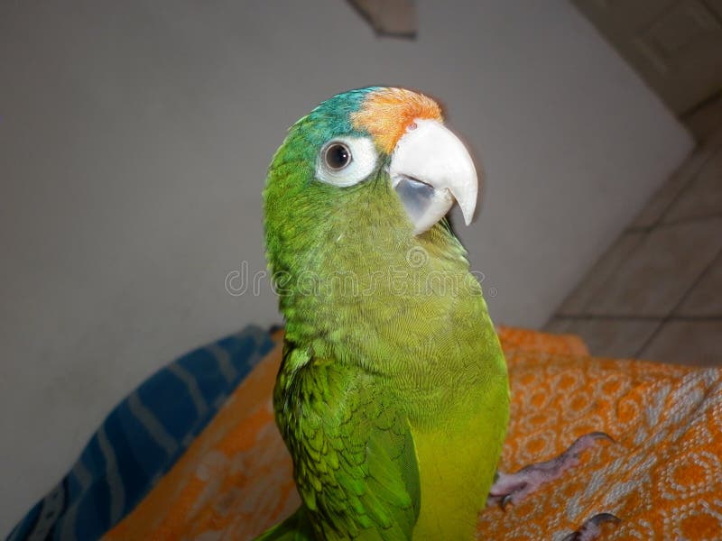 Perica stock photo. Image of little, bird, lovely, purity - 94406934