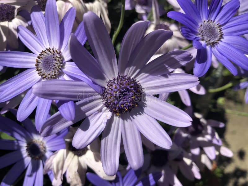 Pericallis Hybrida Senetti with Blue and Purple Flowers Stock Photo ...