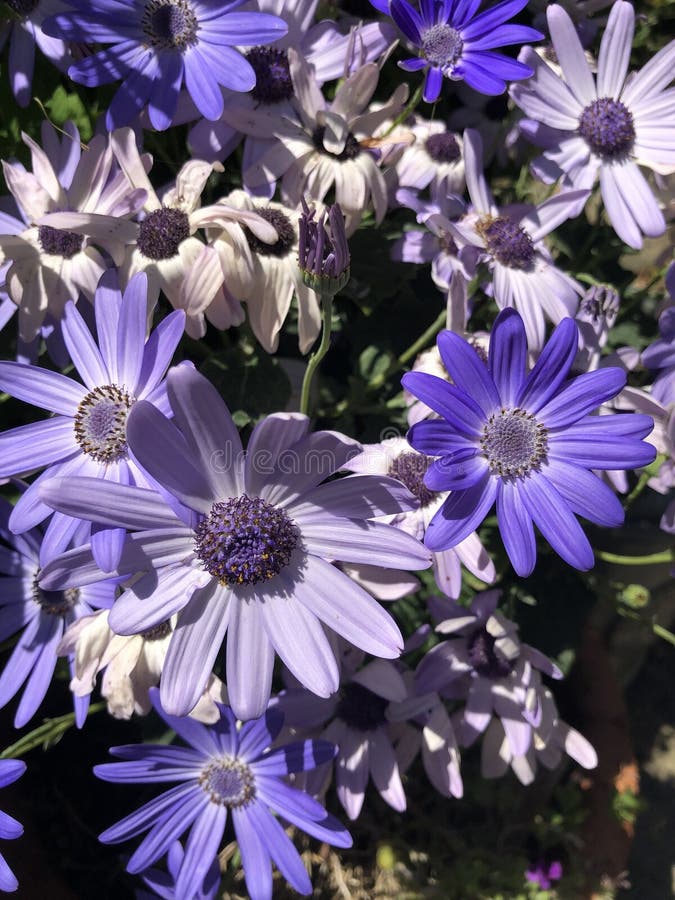 Pericallis Hybrida Senetti with Blue and Purple Flowers Stock Photo ...