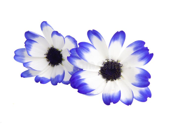 Pericallis Senetti Isolated Stock Photo - Image of blue, isolated ...