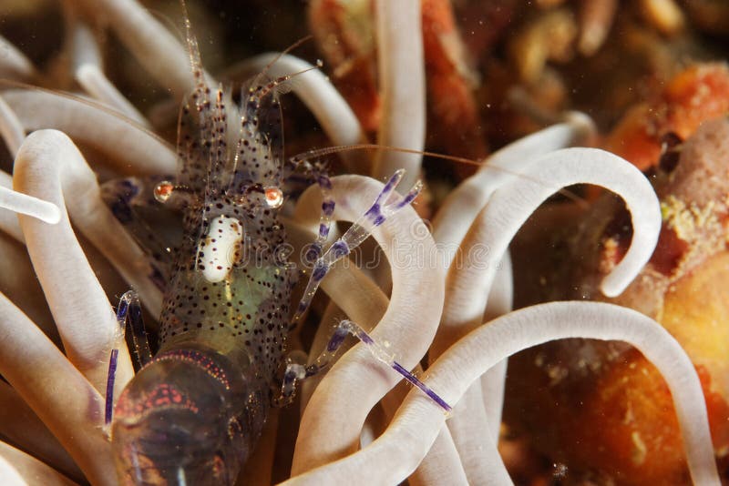 Zebra mantis shrimp stock photo. Image of water, striped - 17724736