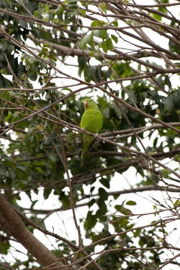 Perico amarillo imagen de archivo. Imagen de loro, verde - 214657147