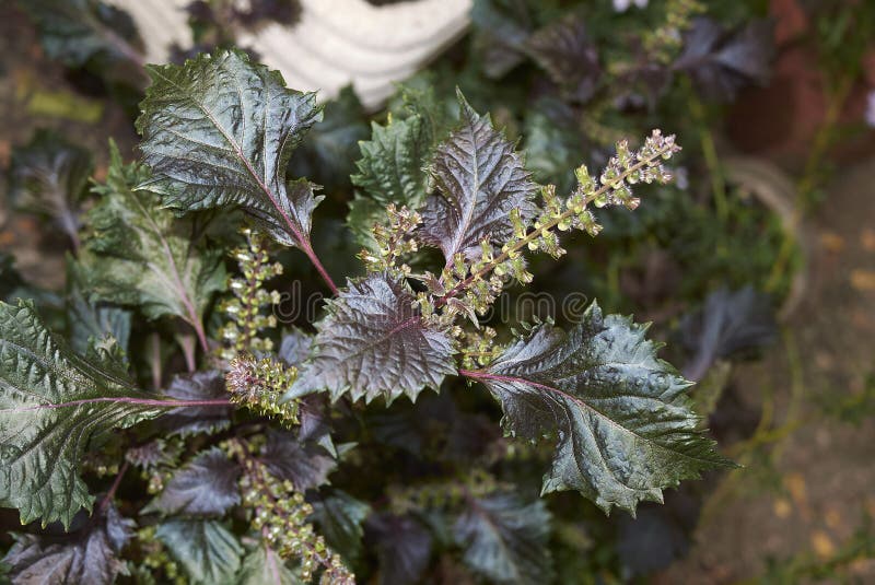 Perilla frutescens crispa foto de stock. Imagem de avermelhado - 251665712