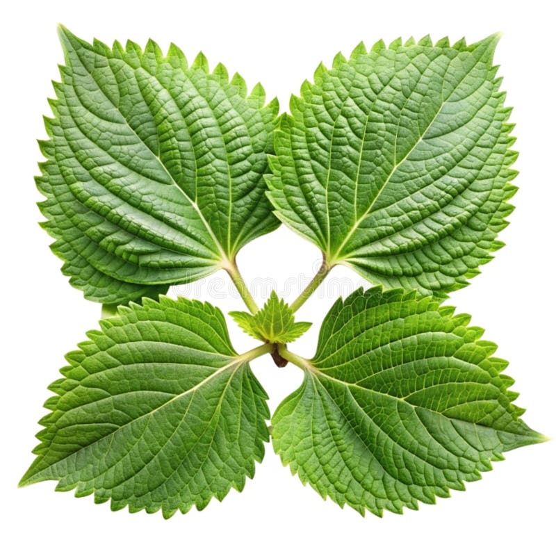 Perilla Leaf Isolated on White Background. Stock Image - Illustration ...