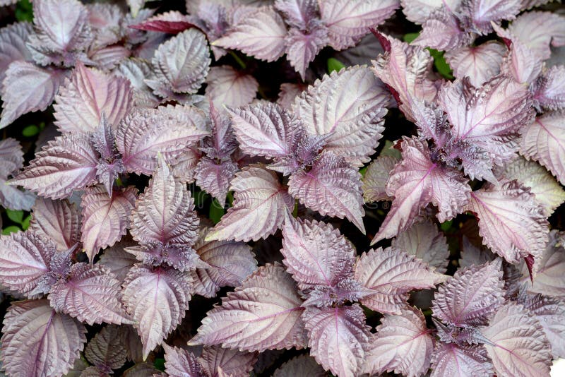 Perilla trees stock image. Image of botanic, beautiful - 63140793