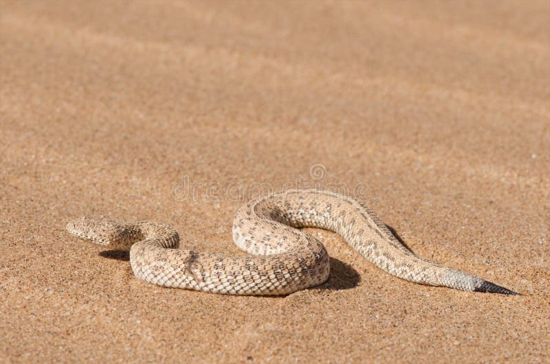 Peringuey s sand Adder stock image. Image of snakes, sandsnake - 12873279
