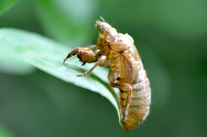 Periodical Cicada Skin stock image. Image of insect, reborn - 46596621