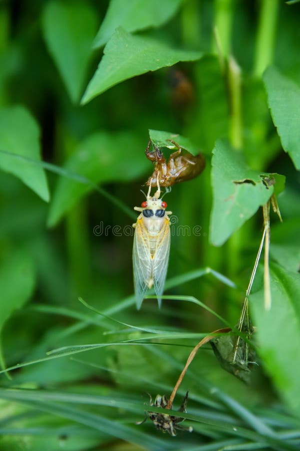 Periodical (Pharaoh) Cicada Emerging from Its Shell on a Leaf in a Lush ...