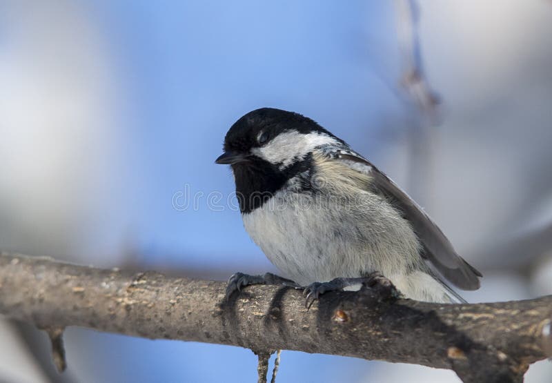 Periparus ater stock image. Image of bird, isolated - 112949157