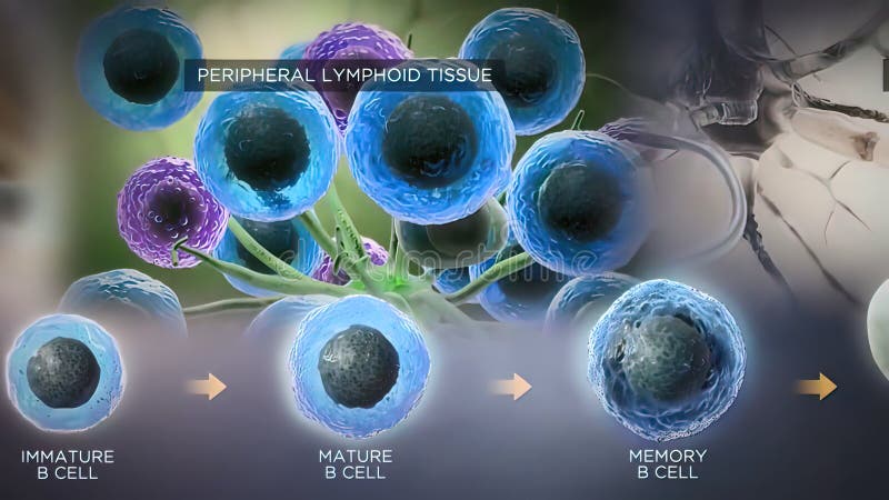 Peripheral Immune System Stock Illustrations – 37 Peripheral Immune ...