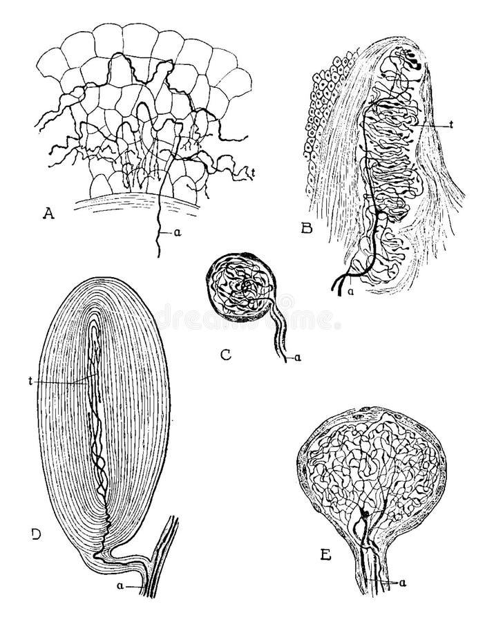 Peripheral Nerve Beginnings, Vintage Illustration Stock Vector ...