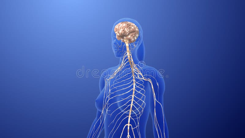 Peripheral Nervous and Ganglia Communication Network Stock Illustration ...
