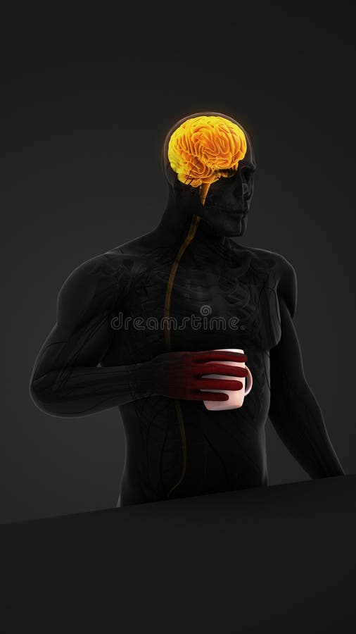 Peripheral Sensory Network Sending Heat To Brain Stock Illustration ...