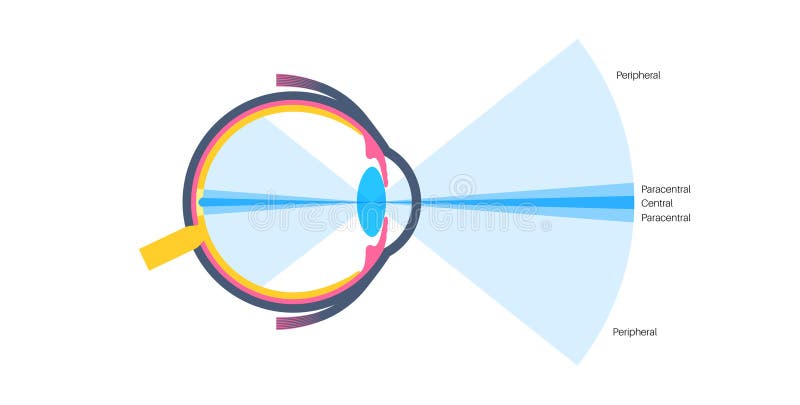 Peripheral vision poster stock vector. Illustration of paracentral ...