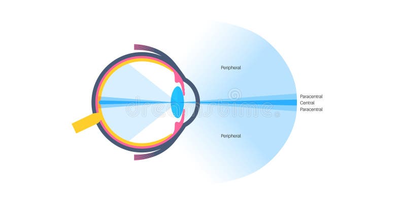 Peripheral vision poster stock vector. Illustration of sclera - 307989942