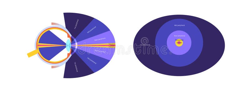 Peripheral vision poster stock vector. Illustration of medical - 305928487