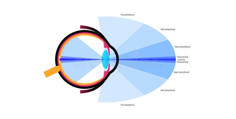 Peripheral vision poster stock vector. Illustration of macula - 308162667