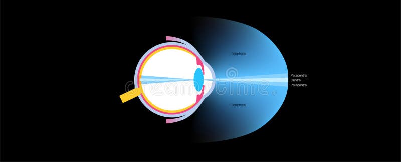 Peripheral vision poster stock vector. Illustration of view - 306195726