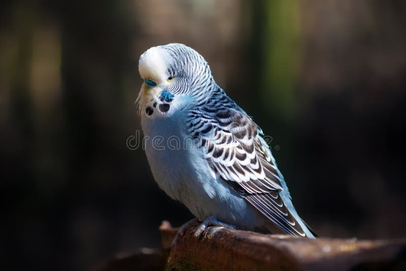 Periquito australiano azul foto de stock. Imagem de fauna - 38161896