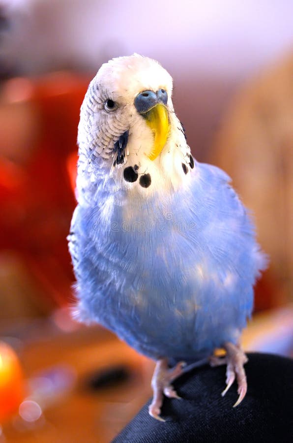 imagens de stock Periquito Australiano Azul - Baixe 650 Royalty Free