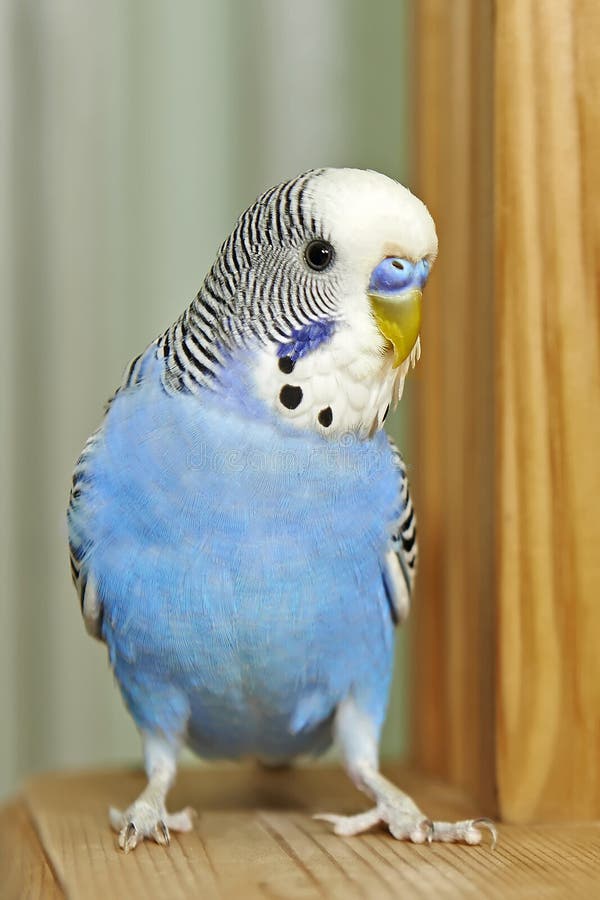Periquito Australiano Azul (undulatus Do Melopsittacus) Imagem de Stock ...