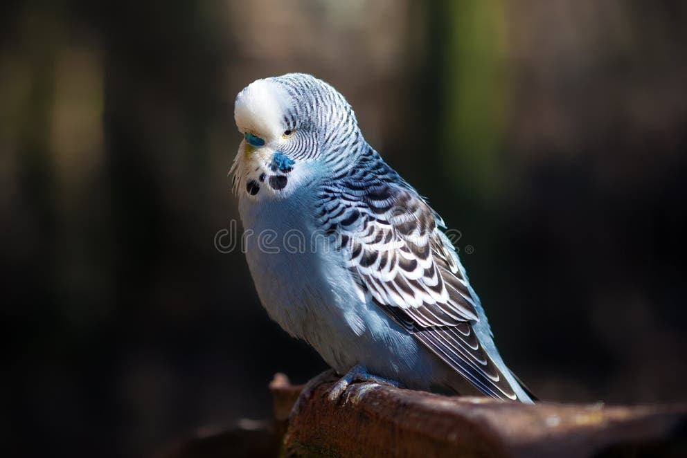 Periquito azul foto de archivo. Imagen de australia, pluma - 38161896