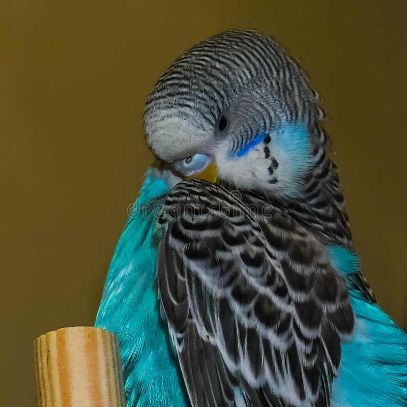 3,819 Periquito Azul Fotos - Libres de Derechos y Gratuitas de Dreamstime