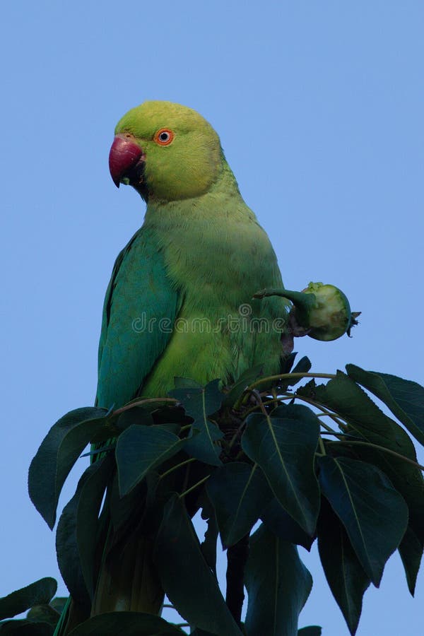 Periquito Rosa-rodeado Que Come Uma Pera Foto de Stock - Imagem de ...