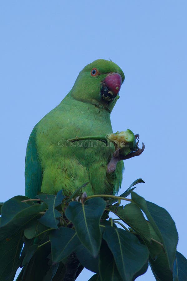 Periquito Rose-anillado Que Come Una Pera Foto de archivo - Imagen de ...