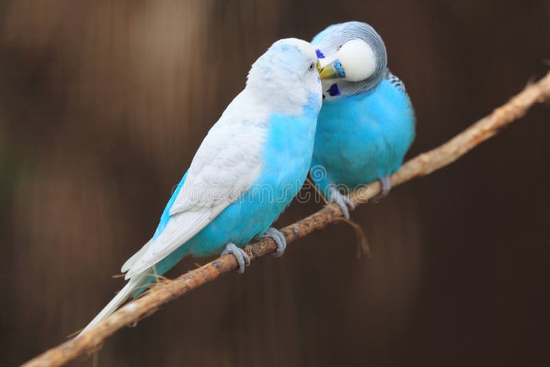 Periquitos Azules Fotos De Stock - Descarga 29 Fotos Libres de Derechos