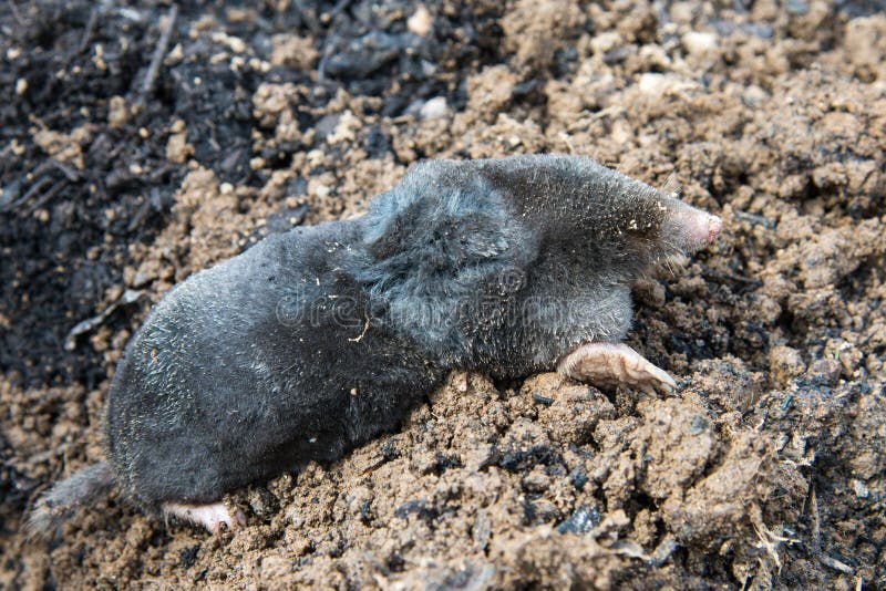 Dying Rat Photos - Free & Royalty-Free Stock Photos from Dreamstime