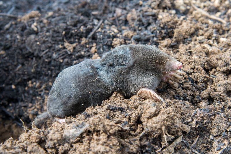 Dead Mole Lying on Th Top of the Mole Hill Stock Image - Image of dead ...