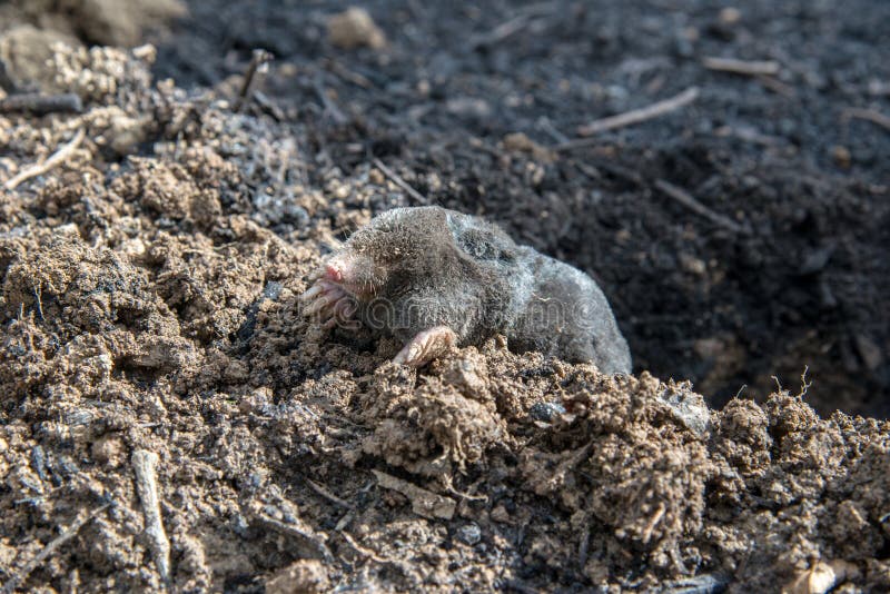 Dead Mole Lying on Th Top of the Mole Hill Stock Photo - Image of fauna ...