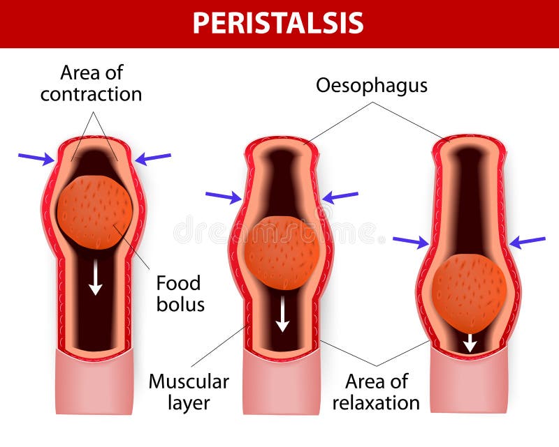 Peristalsis. Onvrijwillige Wavelike Spiercontrac Vector Illustratie ...