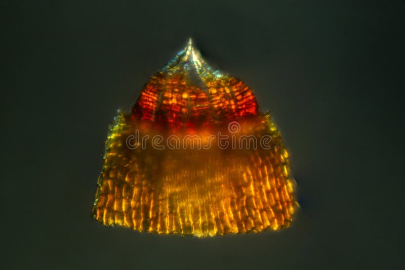 Peristome of a Moss, Dicranum Fulvum, with Polarization at 100x Stock ...