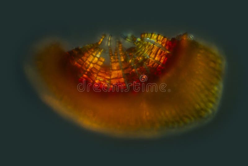 Peristome of a Moss, Dicranum Fulvum, with Polarization at 100x Stock ...