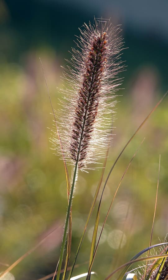 Peristoschaetinus Stock Photos - Free & Royalty-Free Stock Photos from ...