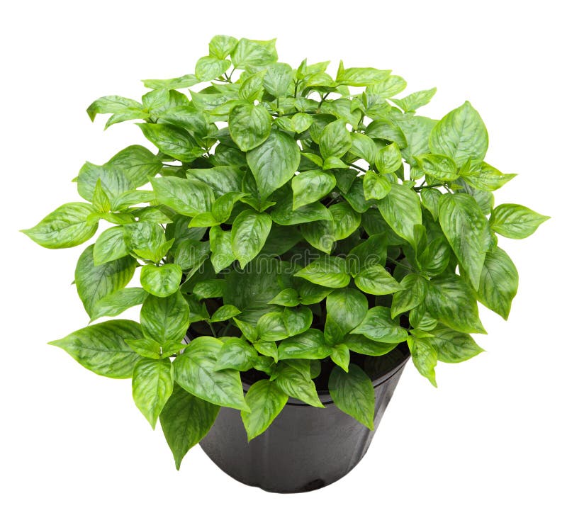 Peristrophe Roxburghiana Plant Stock Photos - Free & Royalty-Free Stock ...