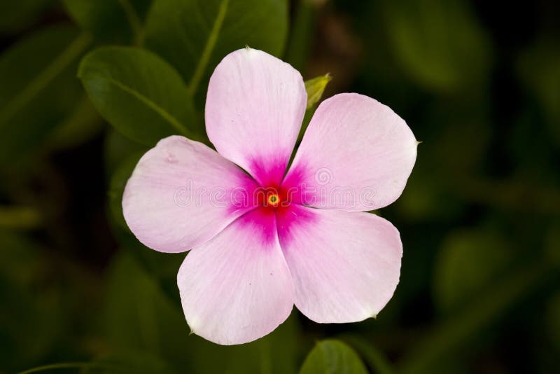 Periwinkle stock image. Image of beauty, closeup, myrtle - 25234551