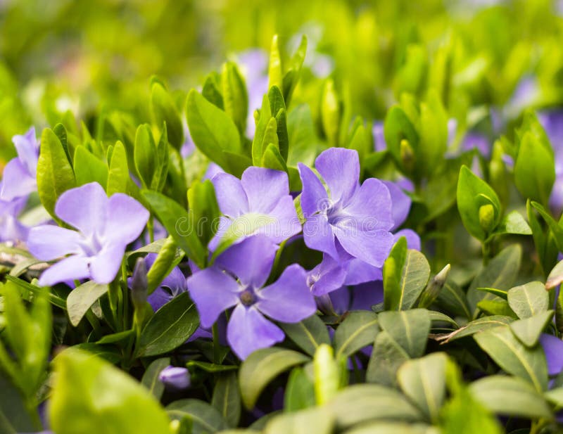Periwinkle blue closeup 2 stock photo. Image of horizontal - 40361774