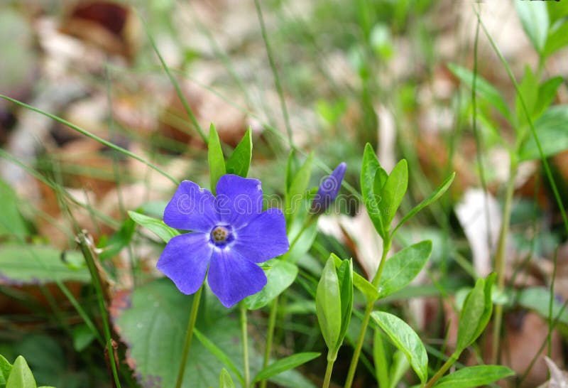 Periwinkle with Blue Flower Stock Image - Image of plant, garden: 92523739