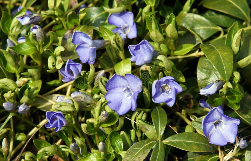 Periwinkle blue flowers stock photo. Image of vinca - 177576414