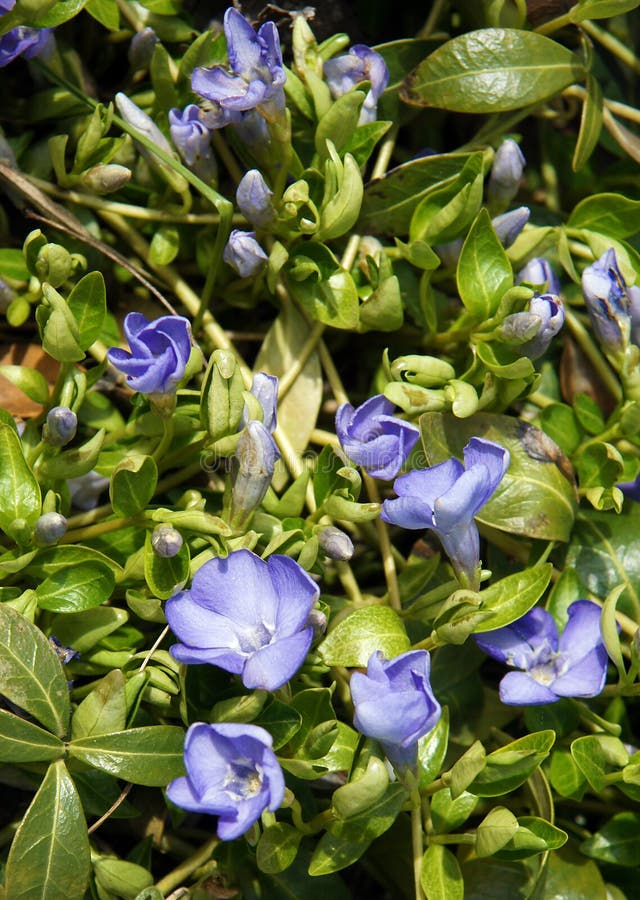 Periwinkle blue flowers stock image. Image of botanical - 177578177
