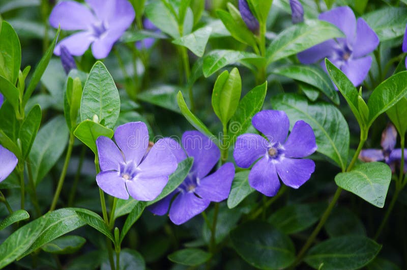 Periwinkle Blue Flowers are Beautiful in Spring Stock Image - Image of ...