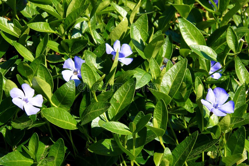 Periwinkle blue flowers stock image. Image of vinca, ornamental - 93279237