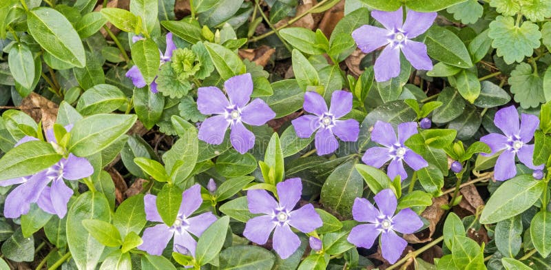 Periwinkle Flowers in Spring Stock Photo - Image of vine, petals: 91480498